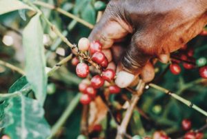 From Green Beans to Sovereignty: Coffee as a Mirror of Inequality and a ...